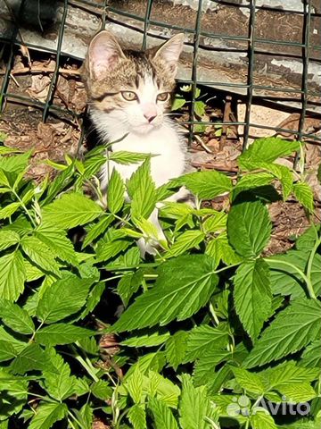 Котики 2 мес бесплатно