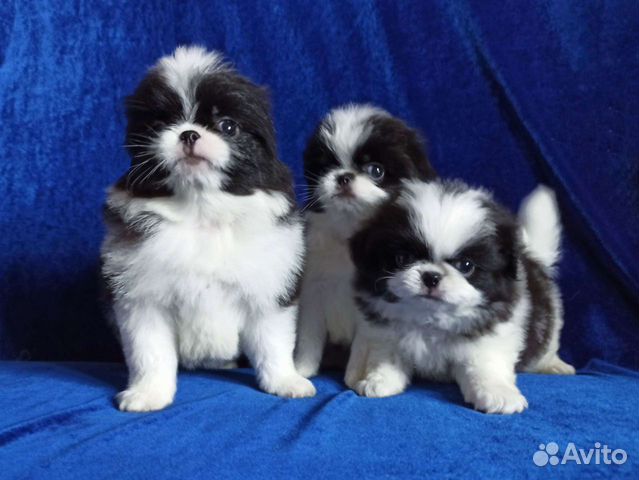 Японский хин мальчики щенки
