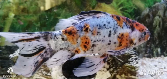 В добрые руки золотая рыбка Шубункин