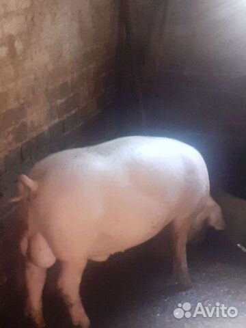 Хряк на племя
