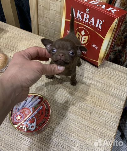 Чихуахуа мини Килька