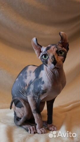 Эльф Канадский сфинкс кошка