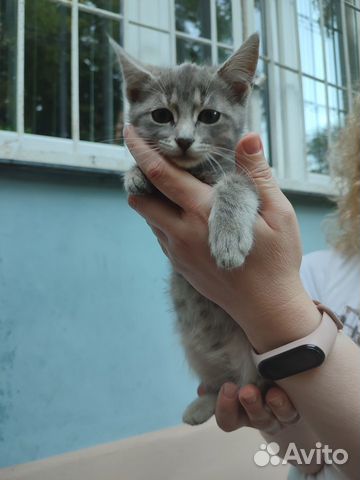 Выброшенный котенок в добрые руки