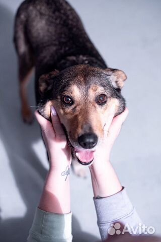 Хани ищет дом, собака из приюта в дар