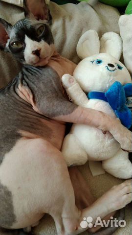 Канадский сфинкс котенок