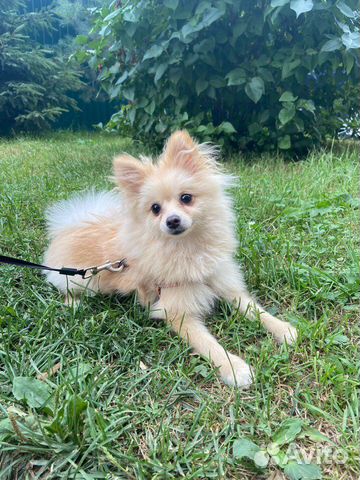 Щенок Шпиц 11 месяцев