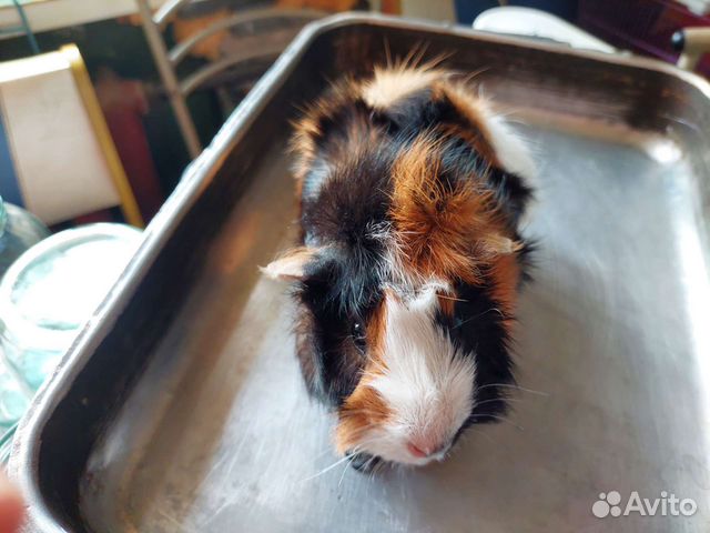 Морская свинка