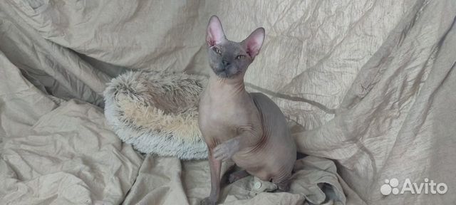 Ищет дом великолепный кот Ваганыч