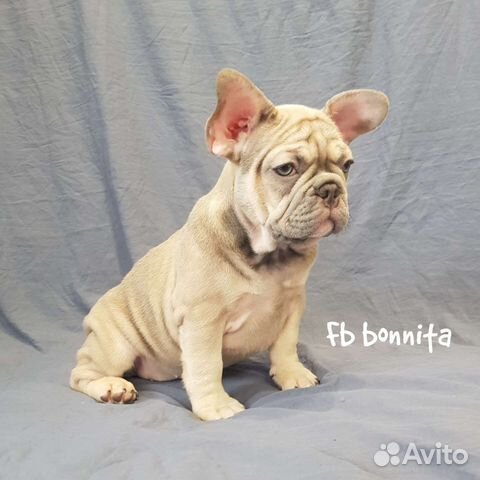 Французский бульдог