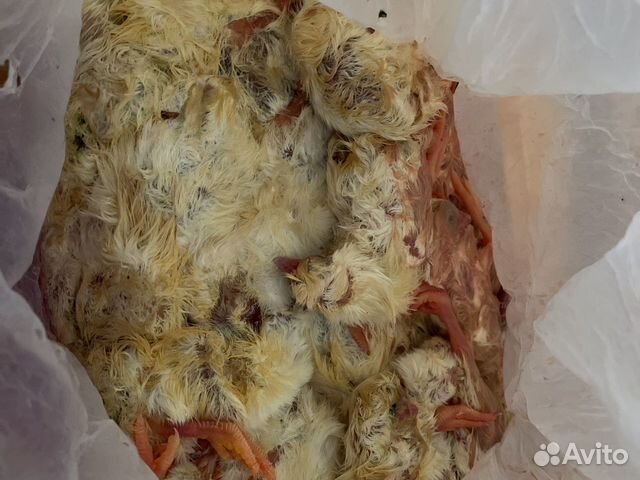 Цыплята суточные