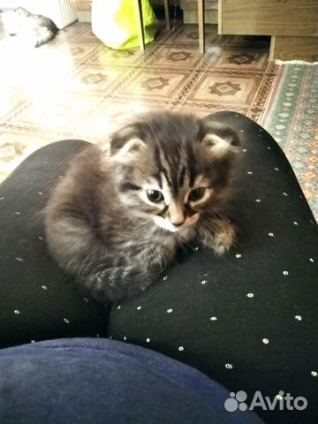 Котята-очаровашки