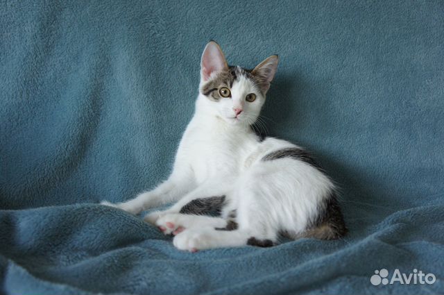Котеночек