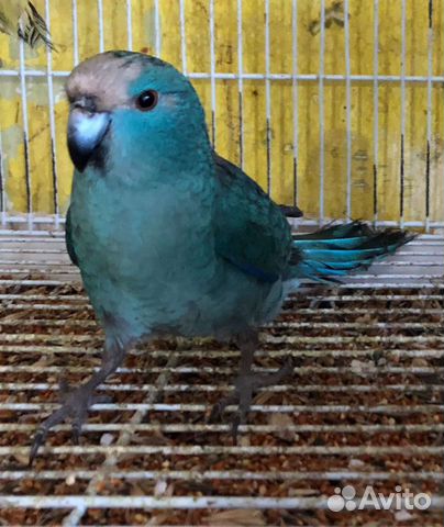 Попугай какарик