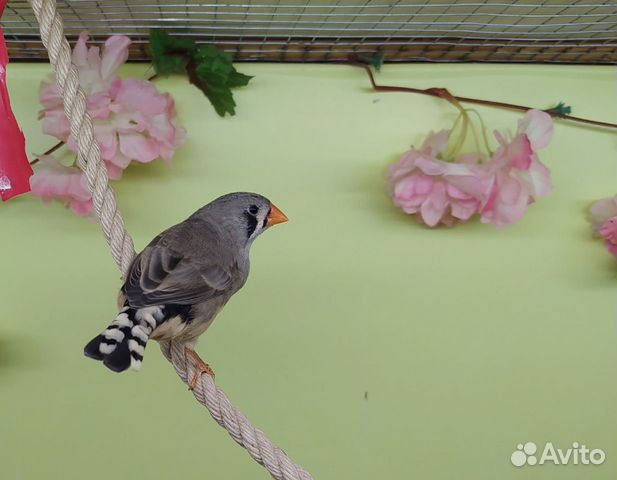 Амадина зебровая. Самка