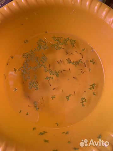 Мальки даром