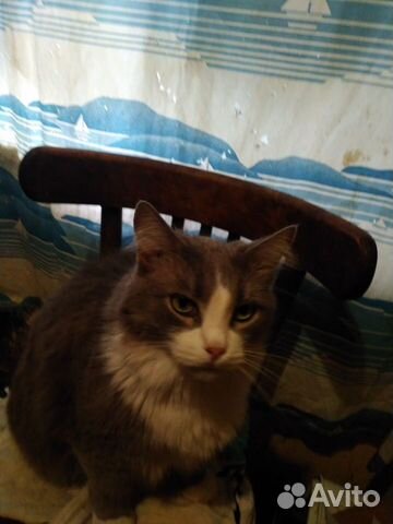 Мурочка прекрасная кошка ищем дом и семью