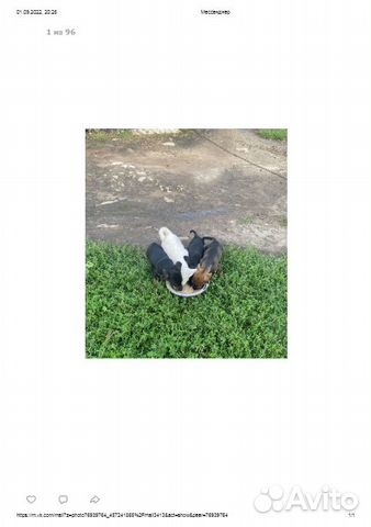 Щенята собака