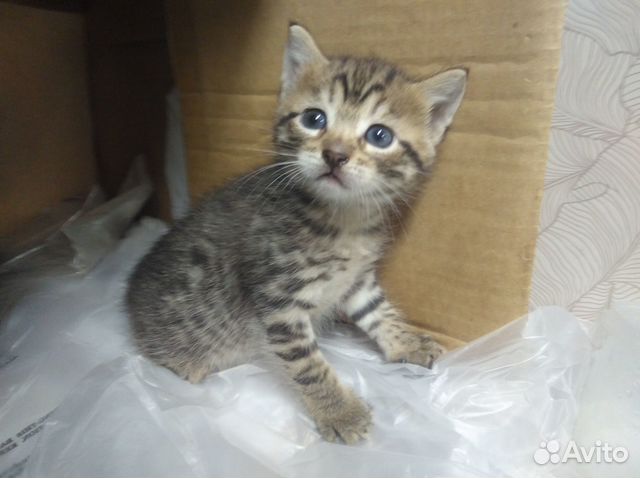 Котеночек Шерхан в добрые руки