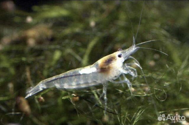 Креветки вишня