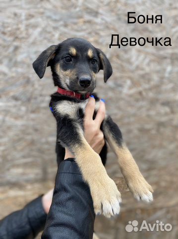 Щеночки- метисы овчарки ищут дом