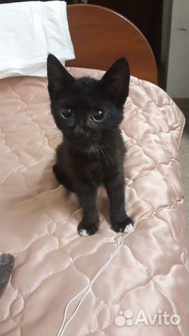 Кошка