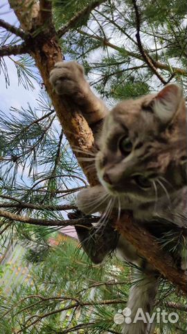 Котик Серёга