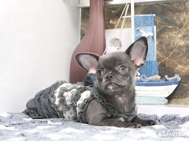 Щенки чихуахуа девочки и мальчики