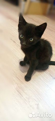 Кот 2 месяца. Отдам бесплатно