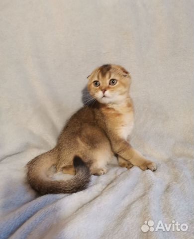 Золотая кошечка