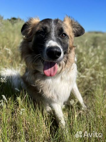 Очень красивая собака