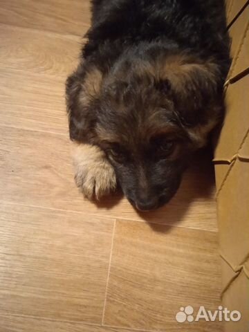 Продажа щенков немецкой овчарки