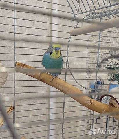 Волнистый попугай с клеткой