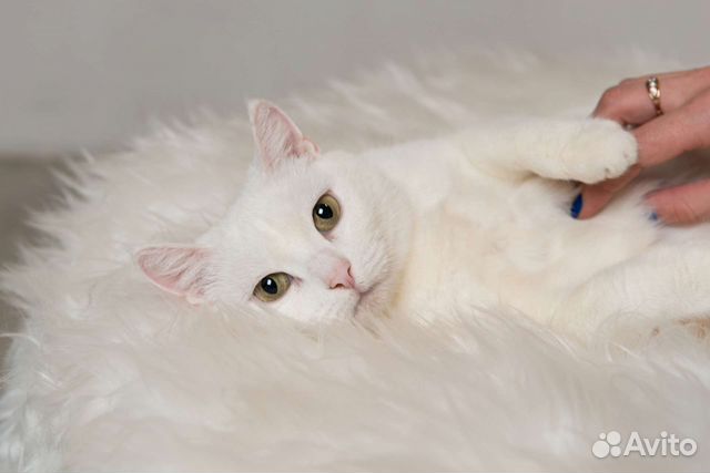 Нежная кошка Няша