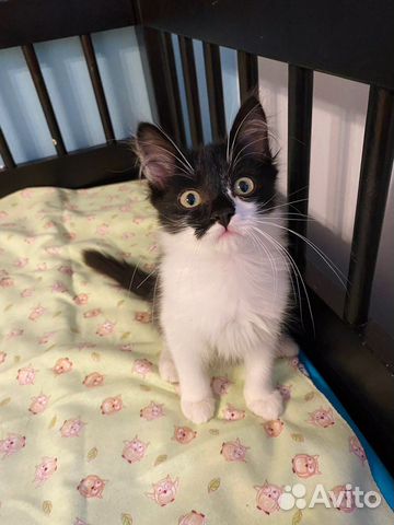 Черно-белый котенок