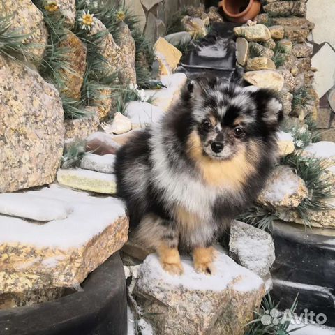 Померанский шпиц