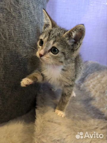 Котенок Мими в добрые руки