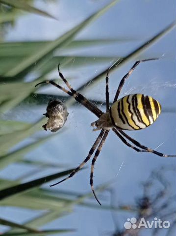 Аргиопа Брюнниха Паук оса