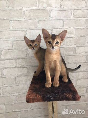 Котенок Абиссинец девочка