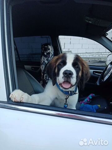 Щенки сенбернара