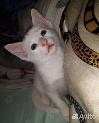 Котята от ориентала)