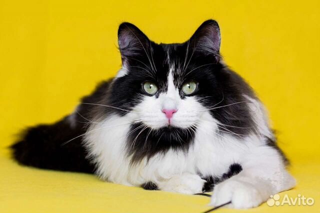 Кошки в добрые руки