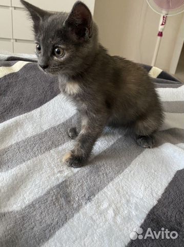 Кошечка в добрые руки