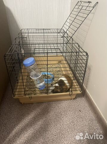 Морская свинка с клеткой