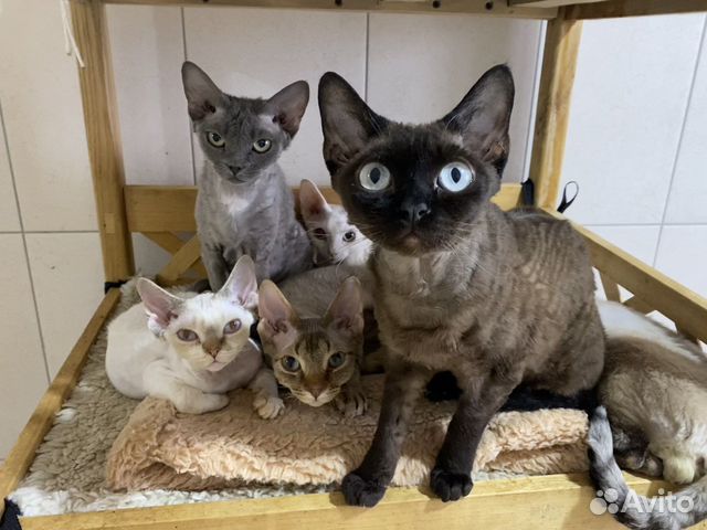 Девон рекс кошки и котята