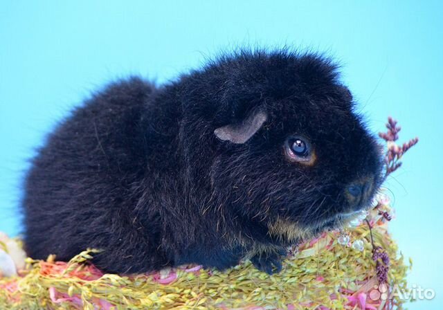 Мальчик морской свинки американский тедди