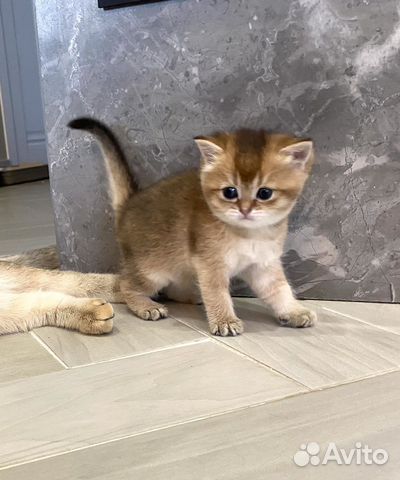 Шотландский котенок