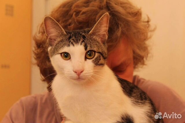 Котёнок Шурик в добрые руки