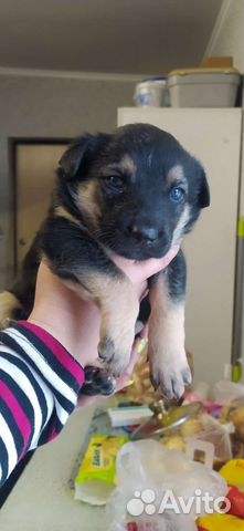 Щенки алабая