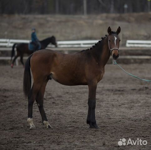 Продаëтся жеребчик