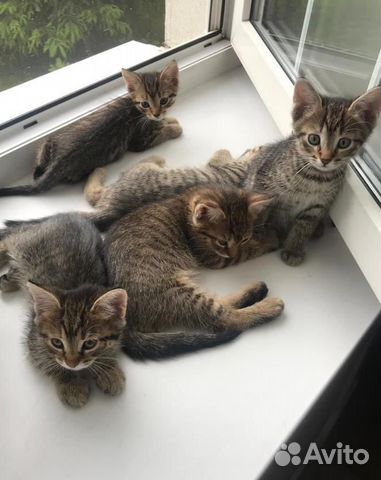 Котята-крутята